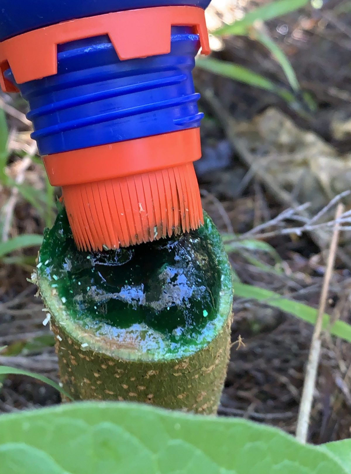 Picloram Weed Gel - Cut'n'Paste Weed Gels