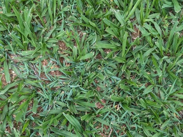 Kikuyu and Couch Grass - Cut'n'Paste Weed Gels
