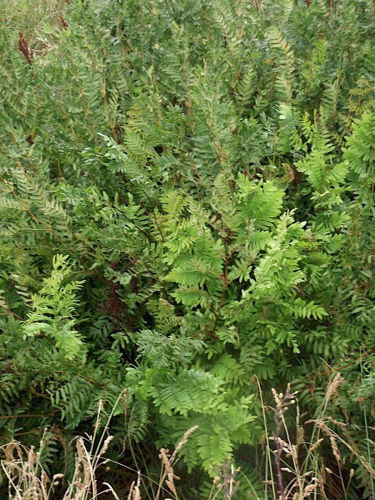 Royal Fern death by Cut'n'Paste MetGel - Cut'n'Paste Weed Gels